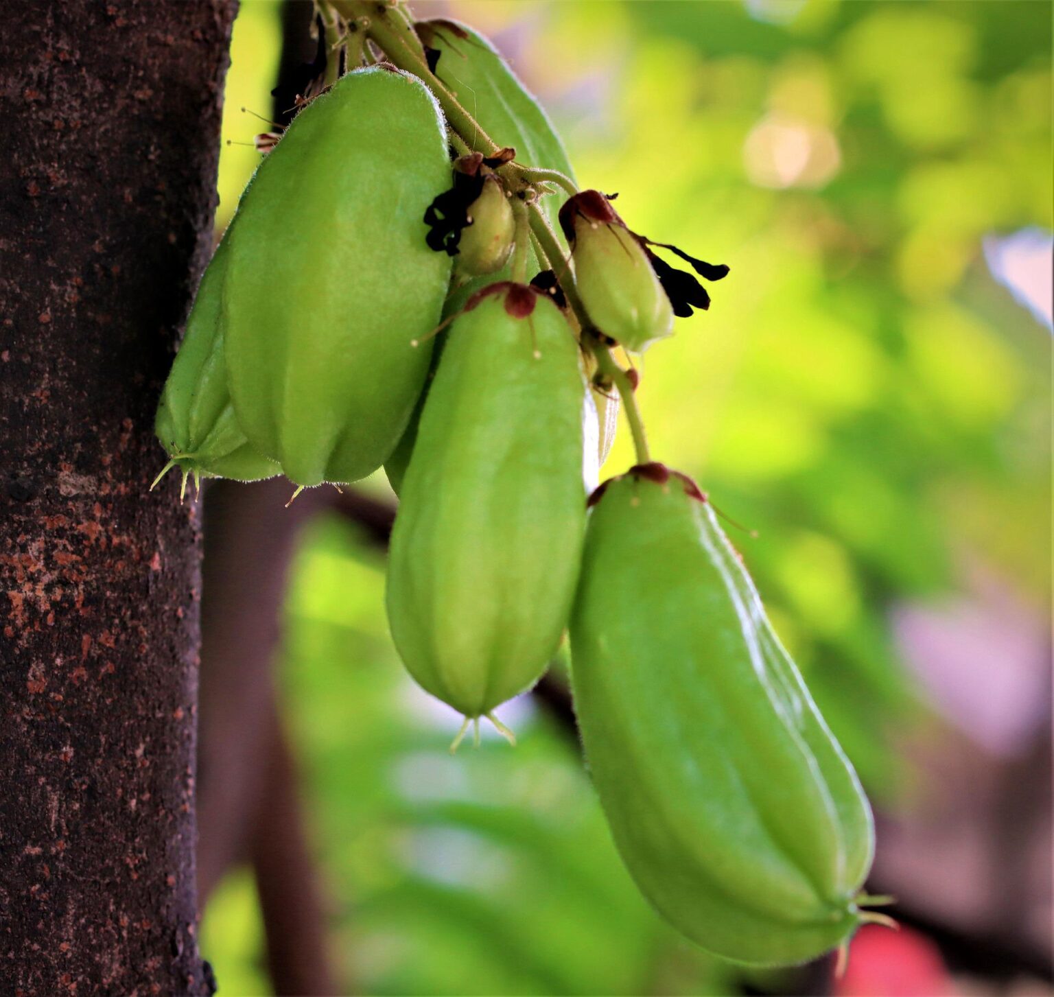 Bilimbi Sweet Pickle | Bimlache God Lonche | How to make Bilimbi Pickle ...